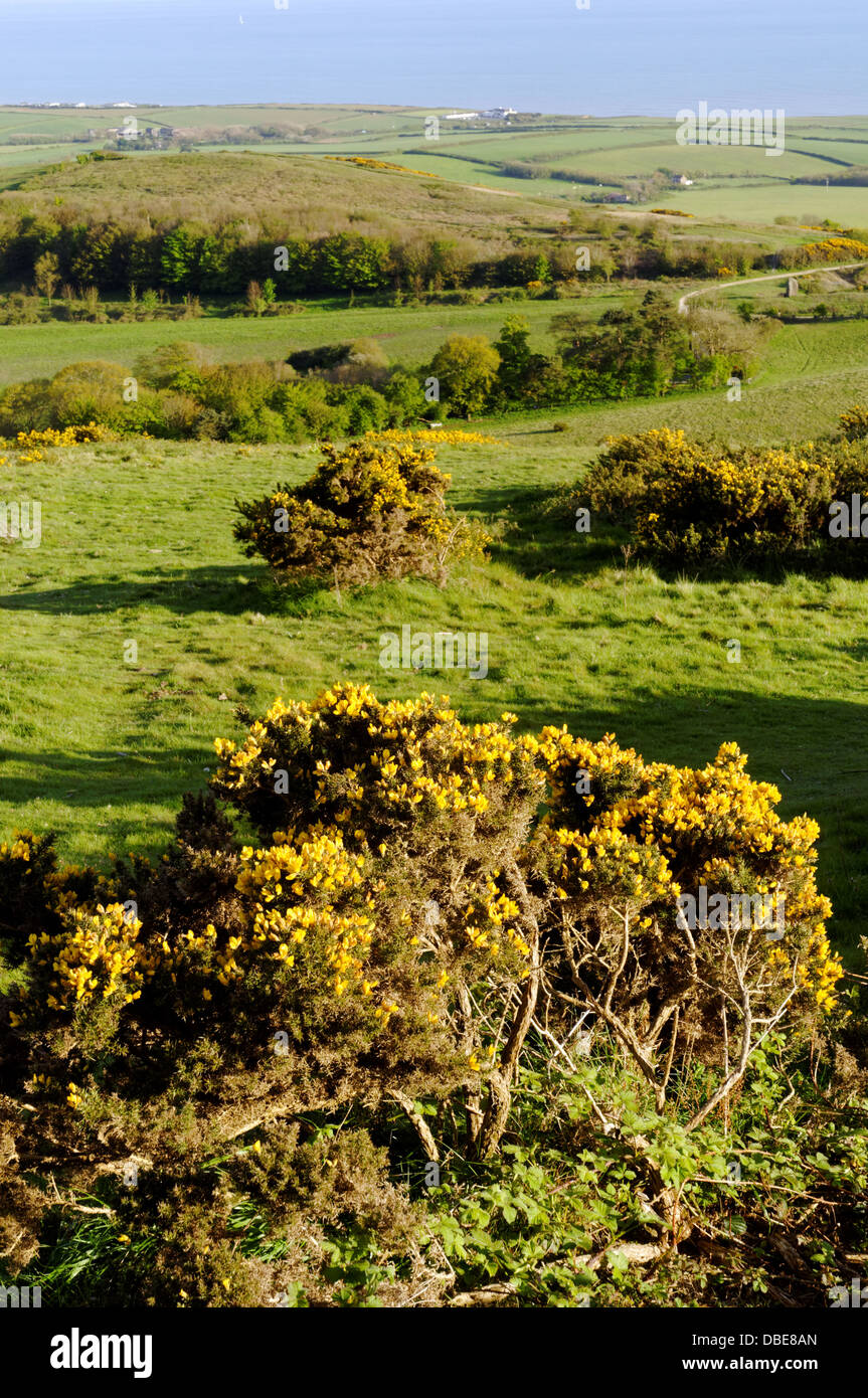 Gorse on Brigstone Down, nr Mottistone, Isle of Wight, England, UK, GB ...