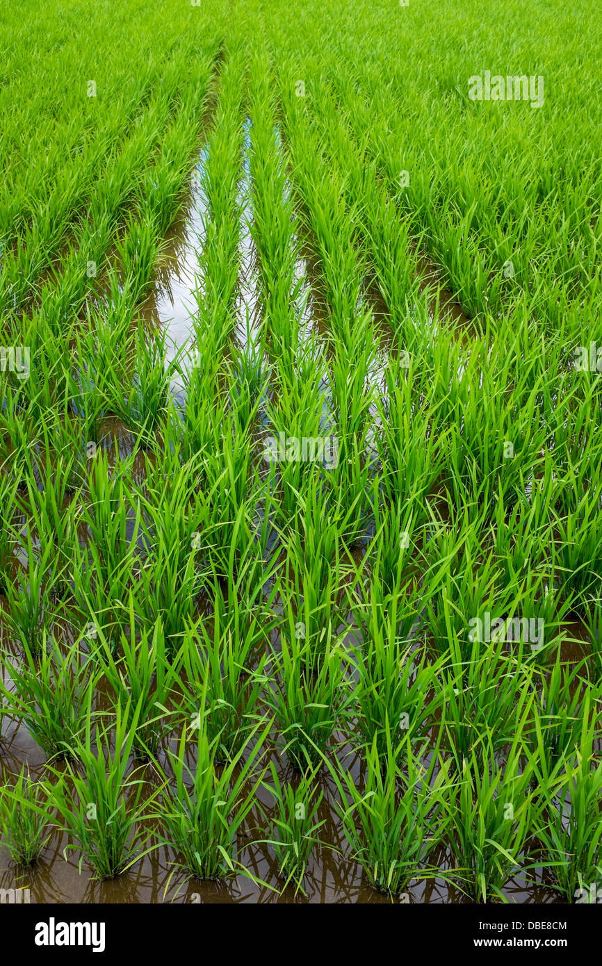 Rice cultivation in Japan Stock Photo - Alamy