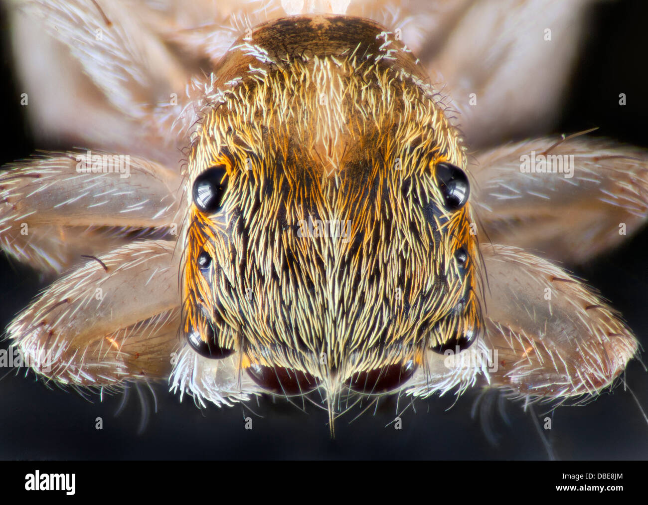 High macro views of a Malaysian jumping spider, showing the simple eye ...