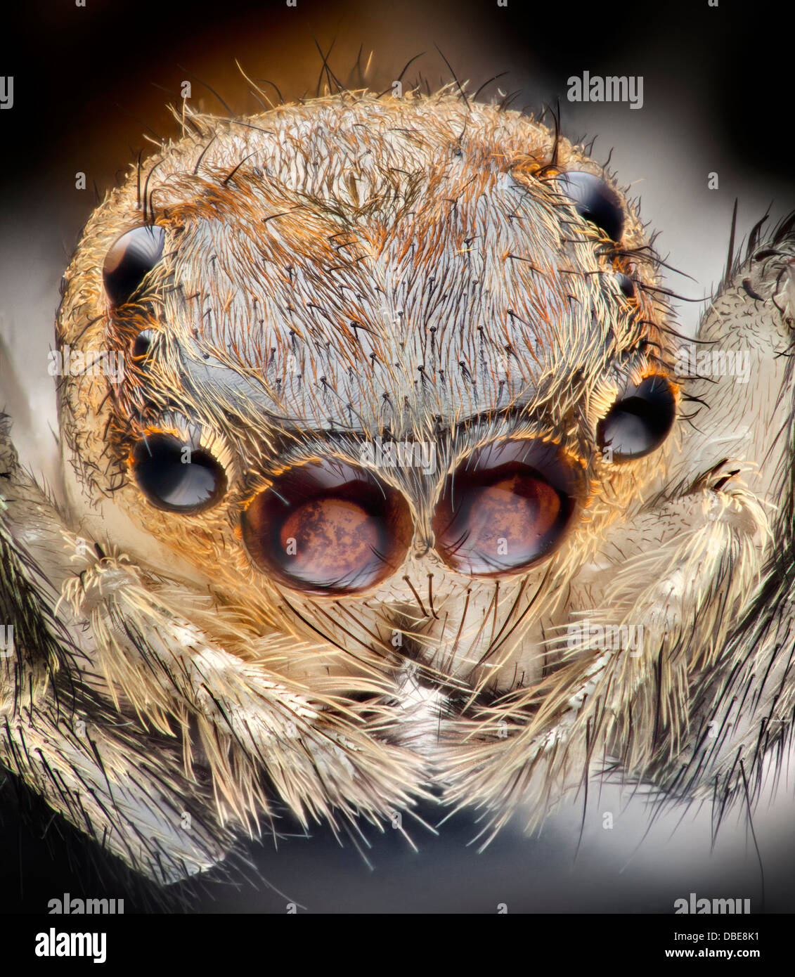 High macro views of a Malaysian jumping spider, showing the simple eye ...