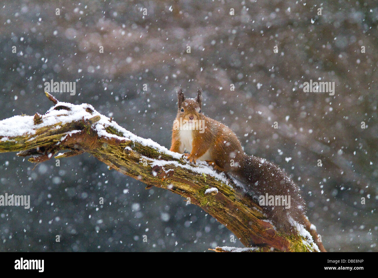 Red squirrel cache hi-res stock photography and images - Alamy
