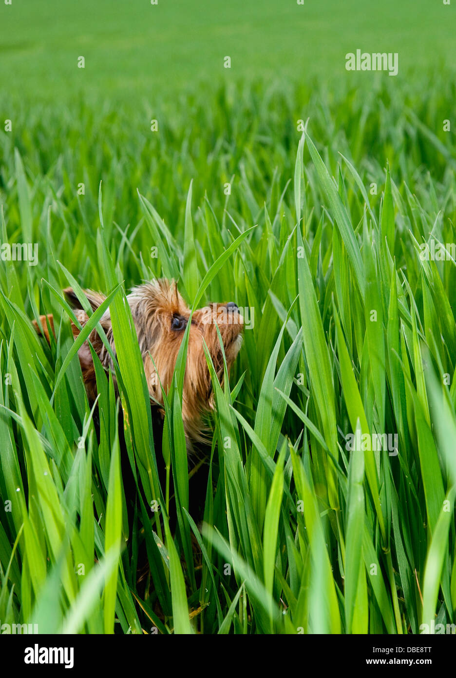 Unhappy yorkshire terrier hi-res stock photography and images - Alamy