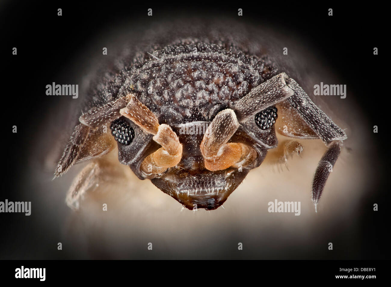 Woodlouse, high macro view, head, compound eyes Stock Photo - Alamy