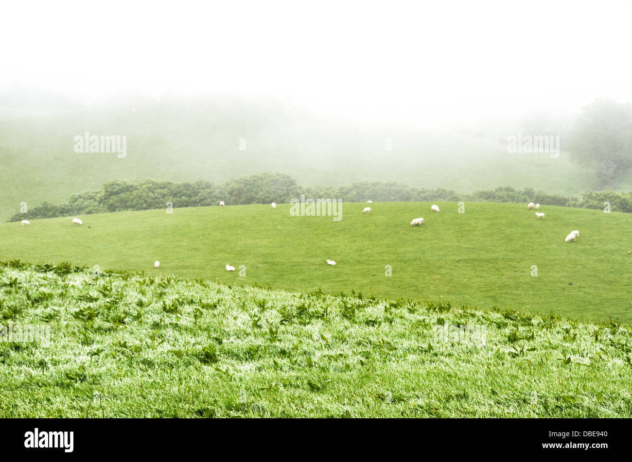 Sheep Wales Snowdonia High Resolution Stock Photography and Images - Alamy