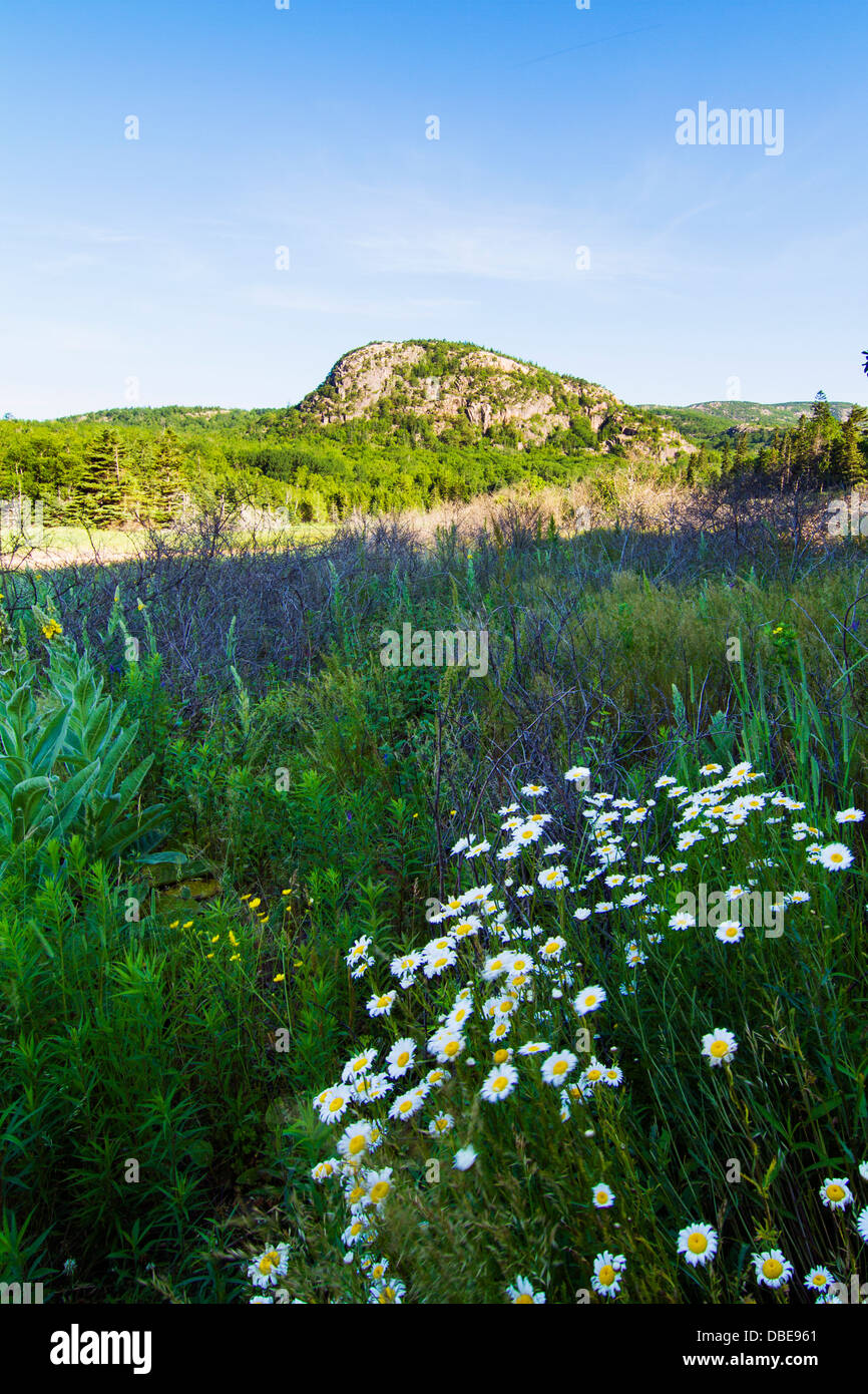 The Beehive mountain and wild flowers in Acadia National Park Stock ...