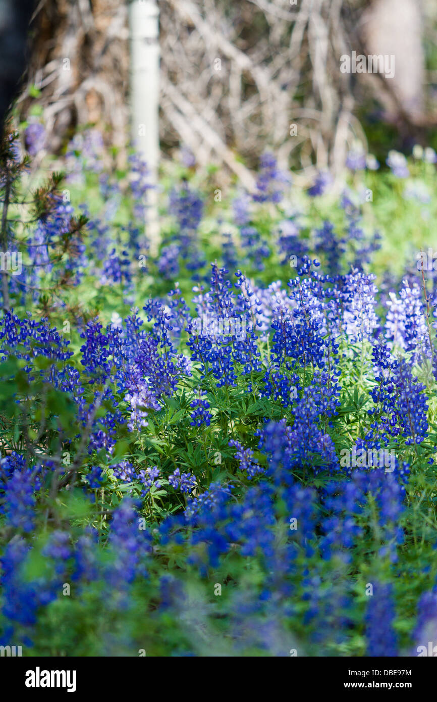 Lupins in full bloom on the alpine forest floor Stock Photo - Alamy