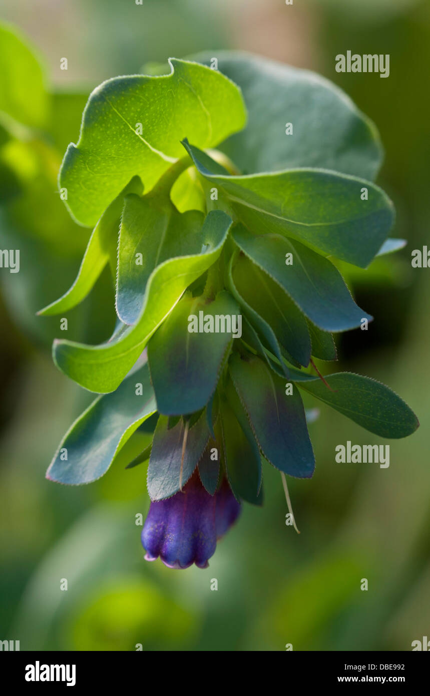 Cerinthe major purpurescens hi-res stock photography and images - Alamy