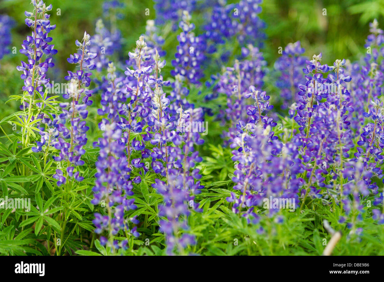 Lupins in full bloom on the alpine forest floor Stock Photo - Alamy