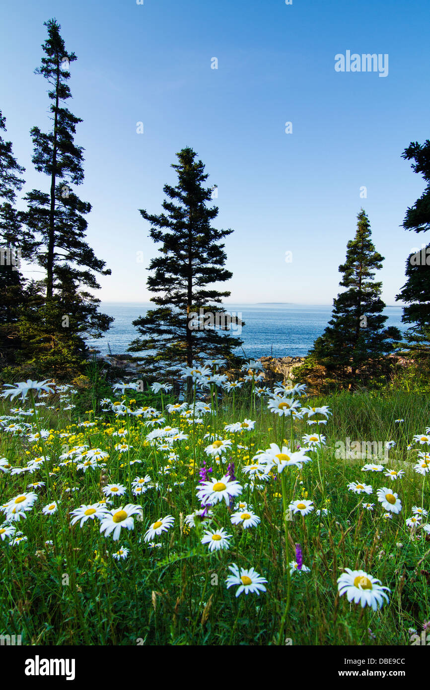 Wild flowers and Marine landscape in Acadia, Park Loop Road, Acadia ...