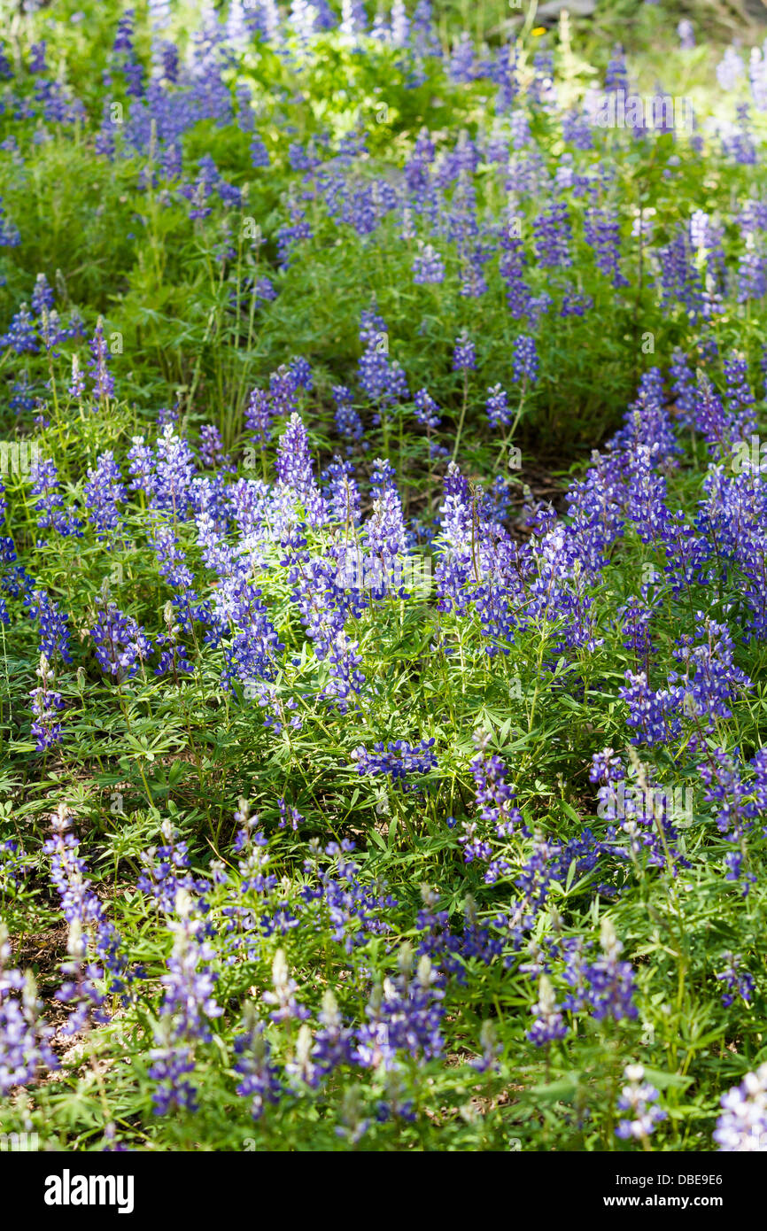 Lupins in full bloom on the alpine forest floor Stock Photo - Alamy