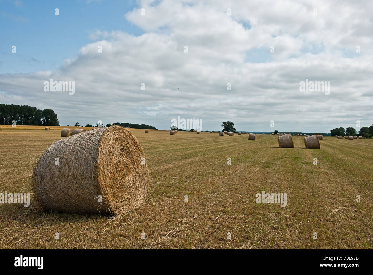 A Field Of Hay Bales On The A135, Thetford Road. Norfolk. England Stock ...