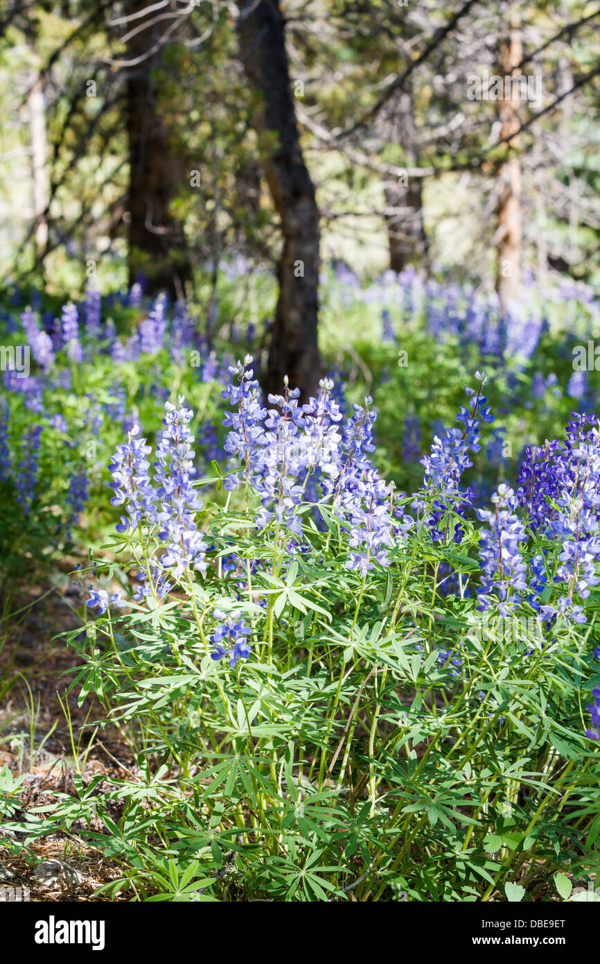 Lupins in full bloom on the alpine forest floor Stock Photo - Alamy