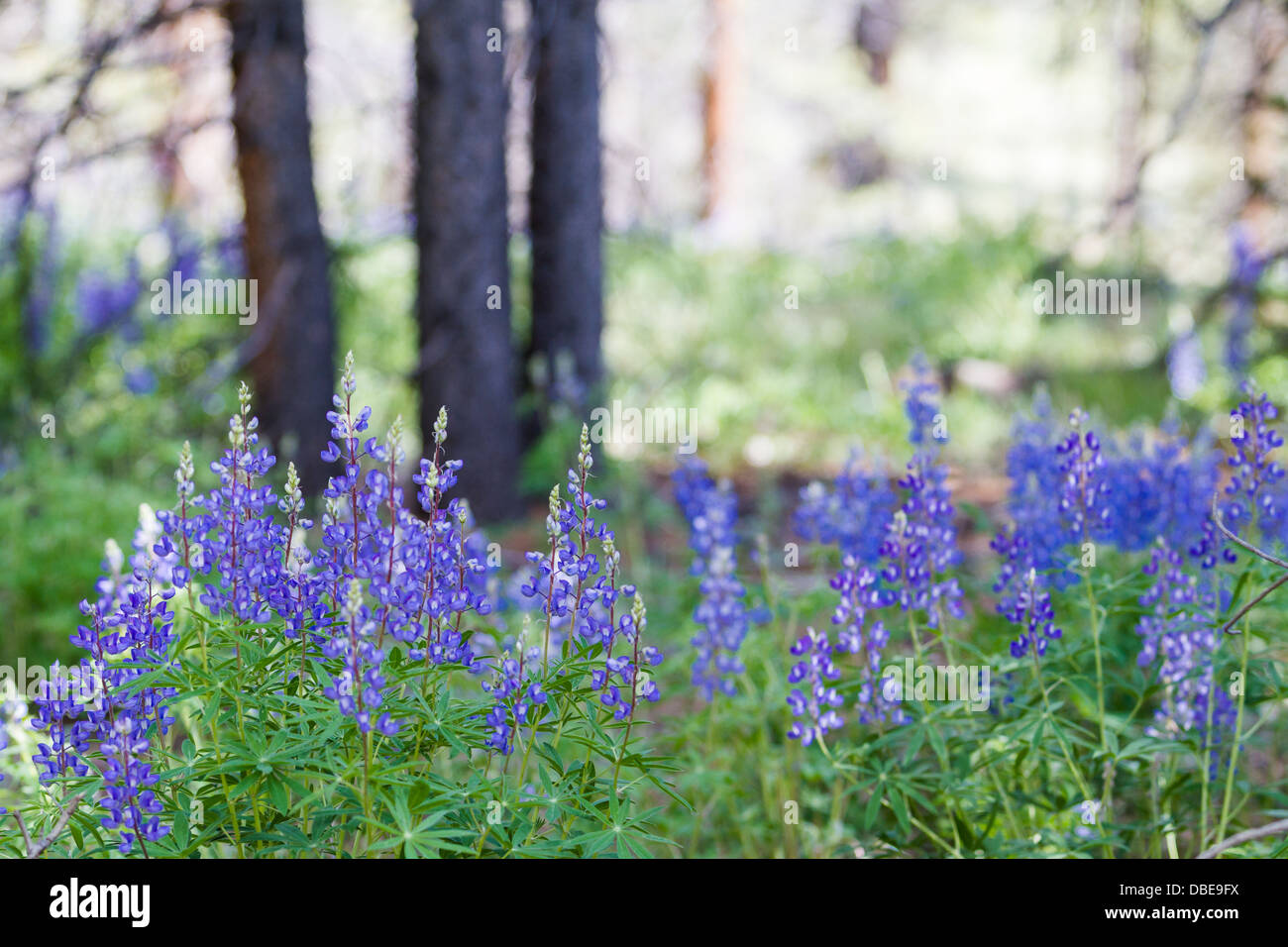 Lupins in full bloom on the alpine forest floor Stock Photo - Alamy