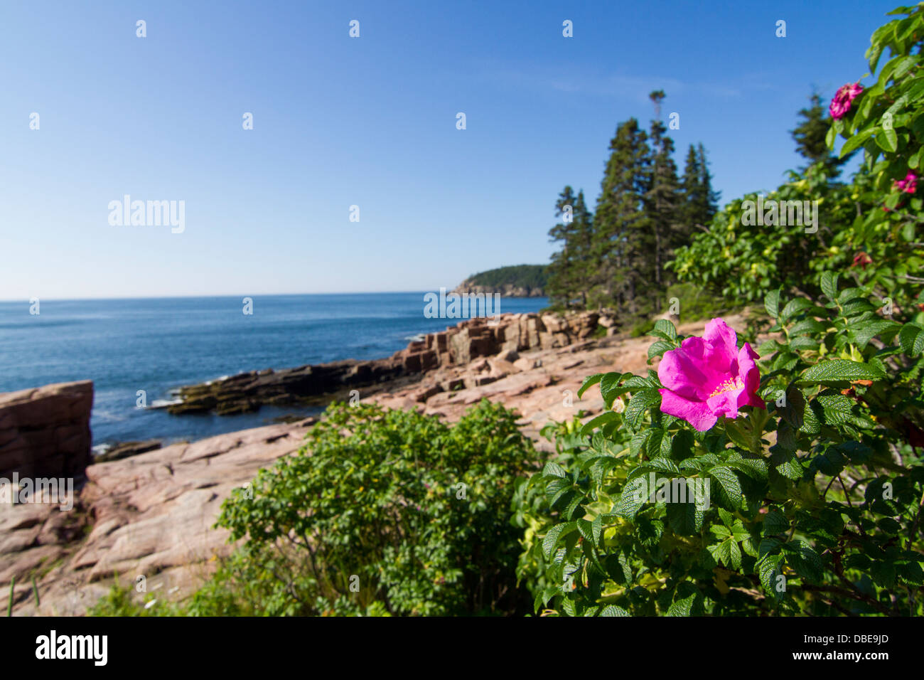 Marine landscape and wild roses in Acadia, Park Loop Road, Acadia ...