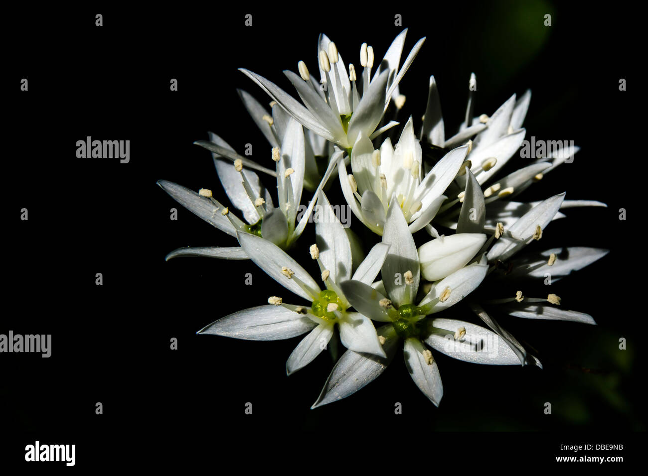 White star shaped flowers hi-res stock photography and images - Alamy