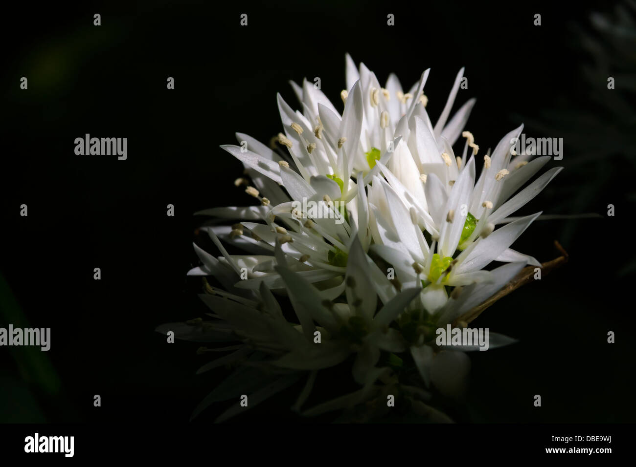 White star shaped flowers hi-res stock photography and images - Alamy