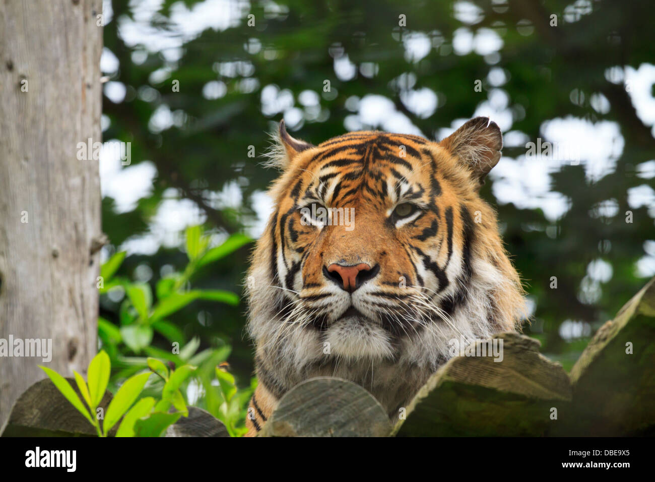 Chester zoo tiger enclosure hi-res stock photography and images - Alamy