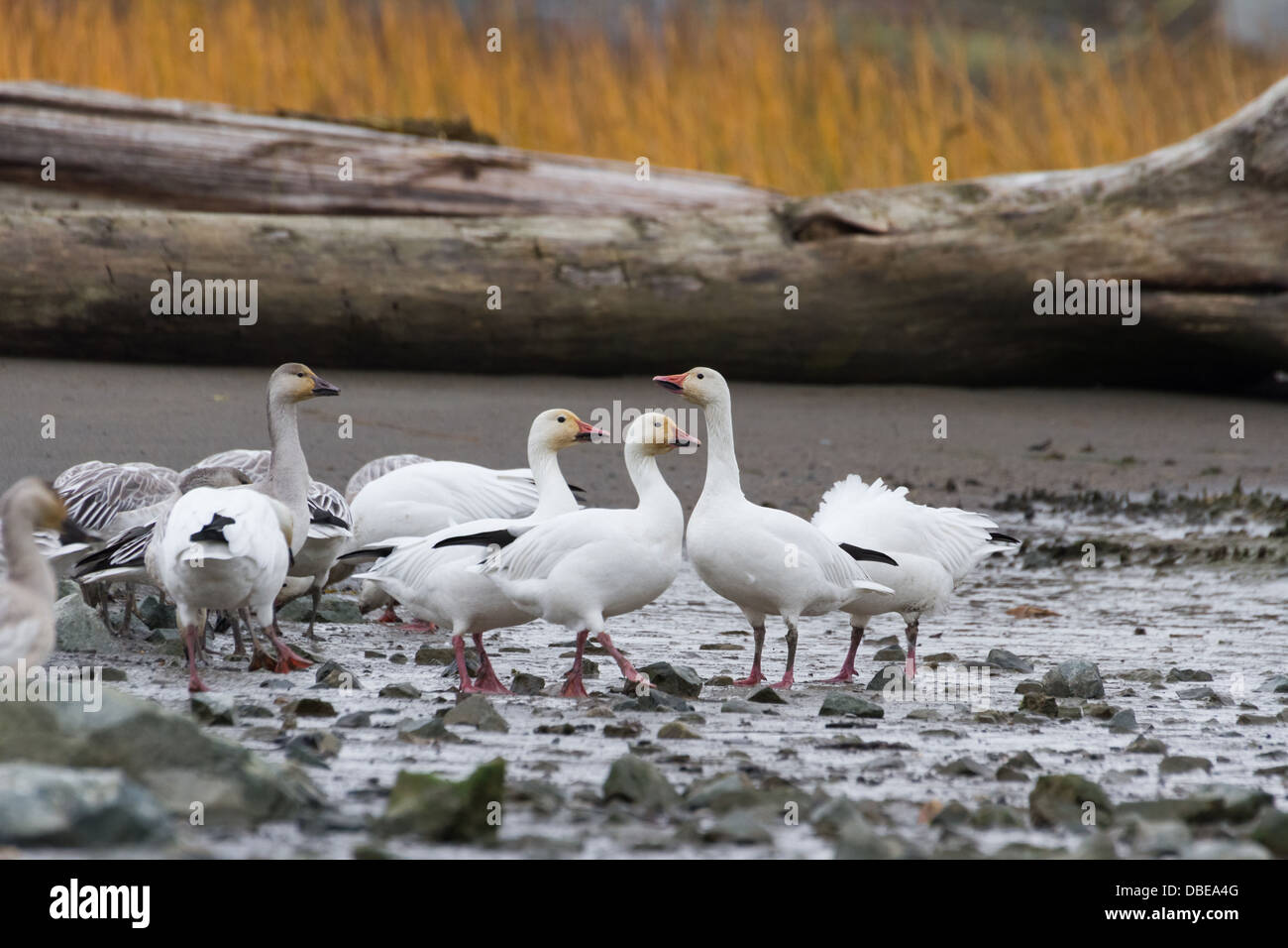 Snow Goose, migratory bird close up Stock Photo - Alamy