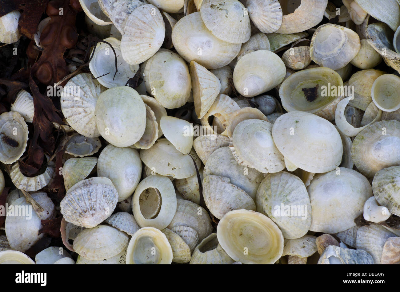 Limpet shells washed up on a beach near Holyhead, Anglesey after a ...