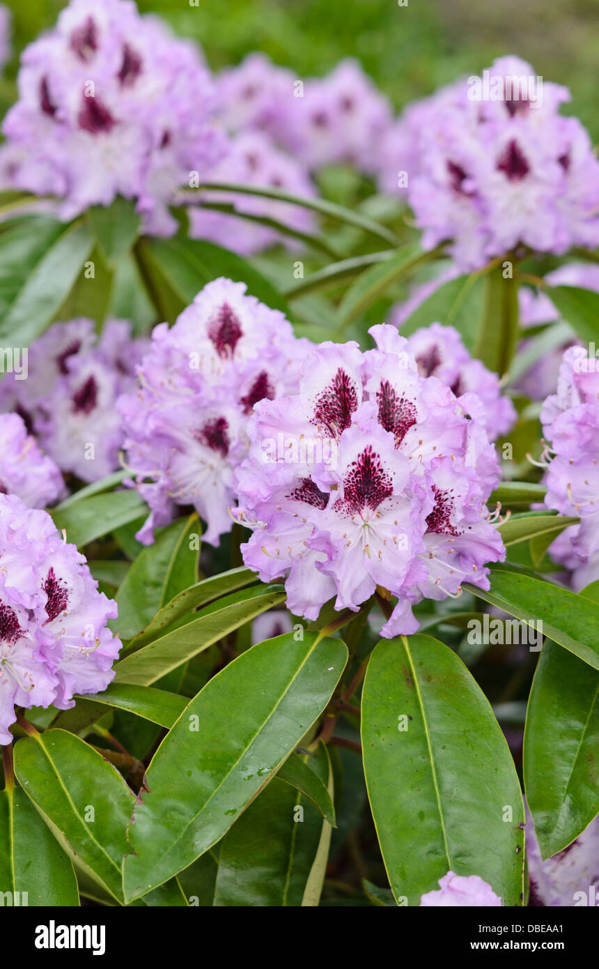 Large-flowered rhododendron hybrid (Rhododendron Blue Peter Stock Photo ...