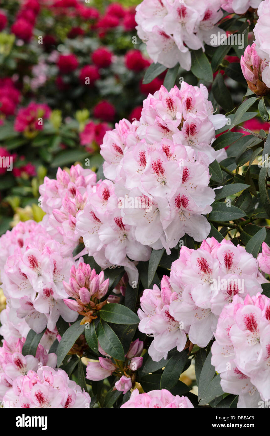 Large-flowered rhododendron hybrid (Rhododendron Lady de Rothschild ...