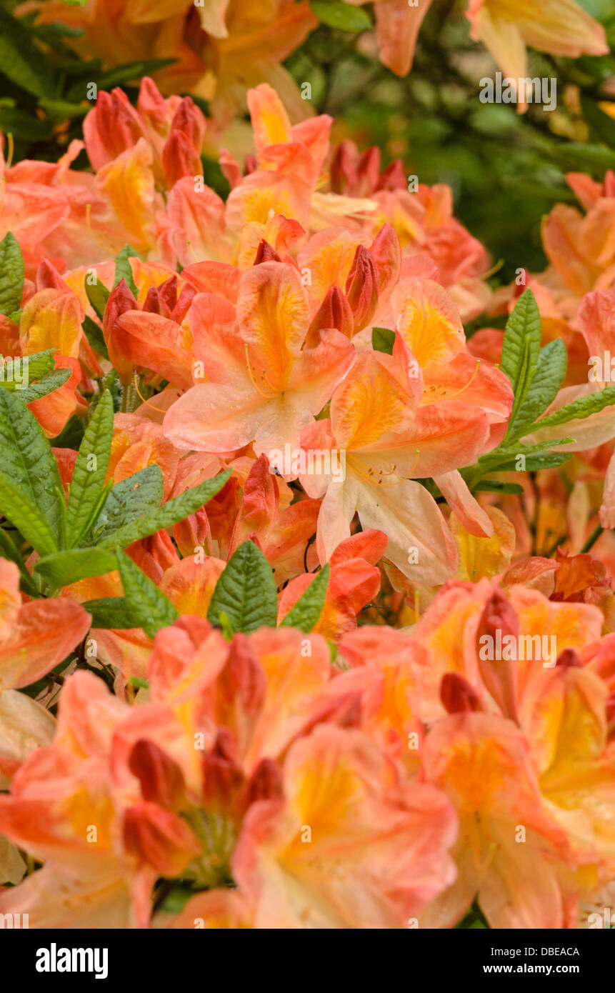 Deciduous azalea (Rhododendron mollis 'Professor Amundsen' Stock Photo ...