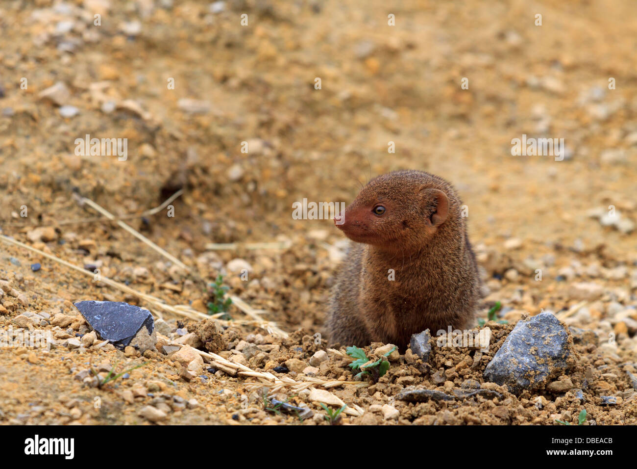 Captured mongoose hi-res stock photography and images - Alamy