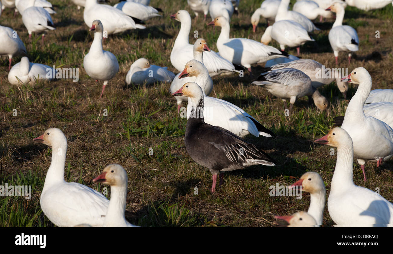 Snow goose blue goose hi-res stock photography and images - Alamy