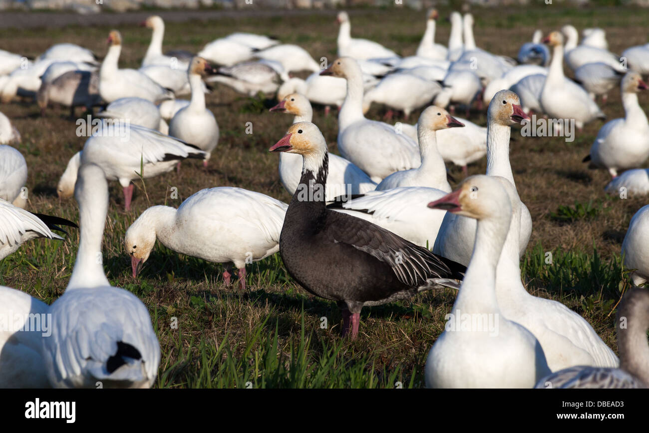 Snow goose blue geese hi-res stock photography and images - Alamy