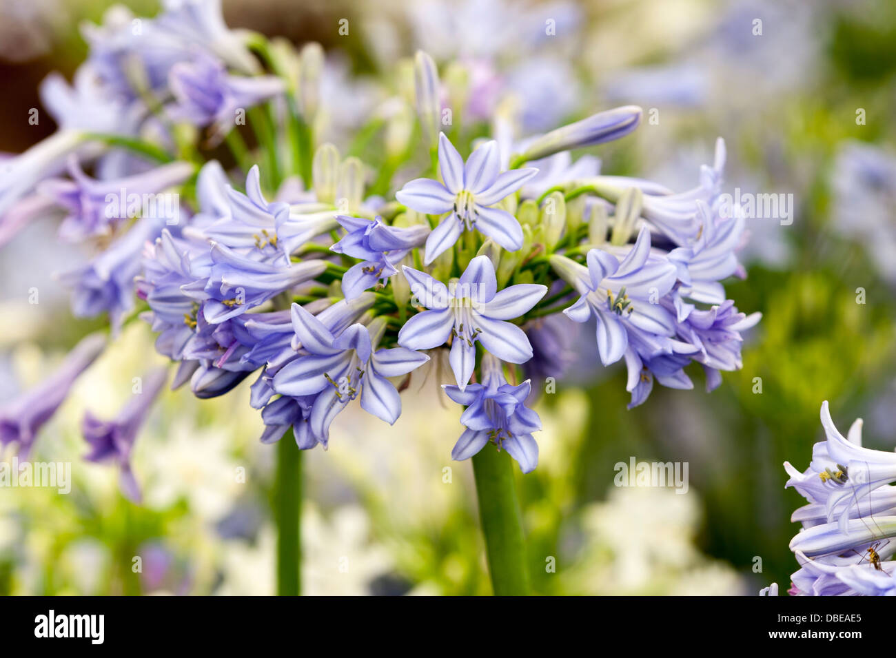 Glenavon hi-res stock photography and images - Alamy