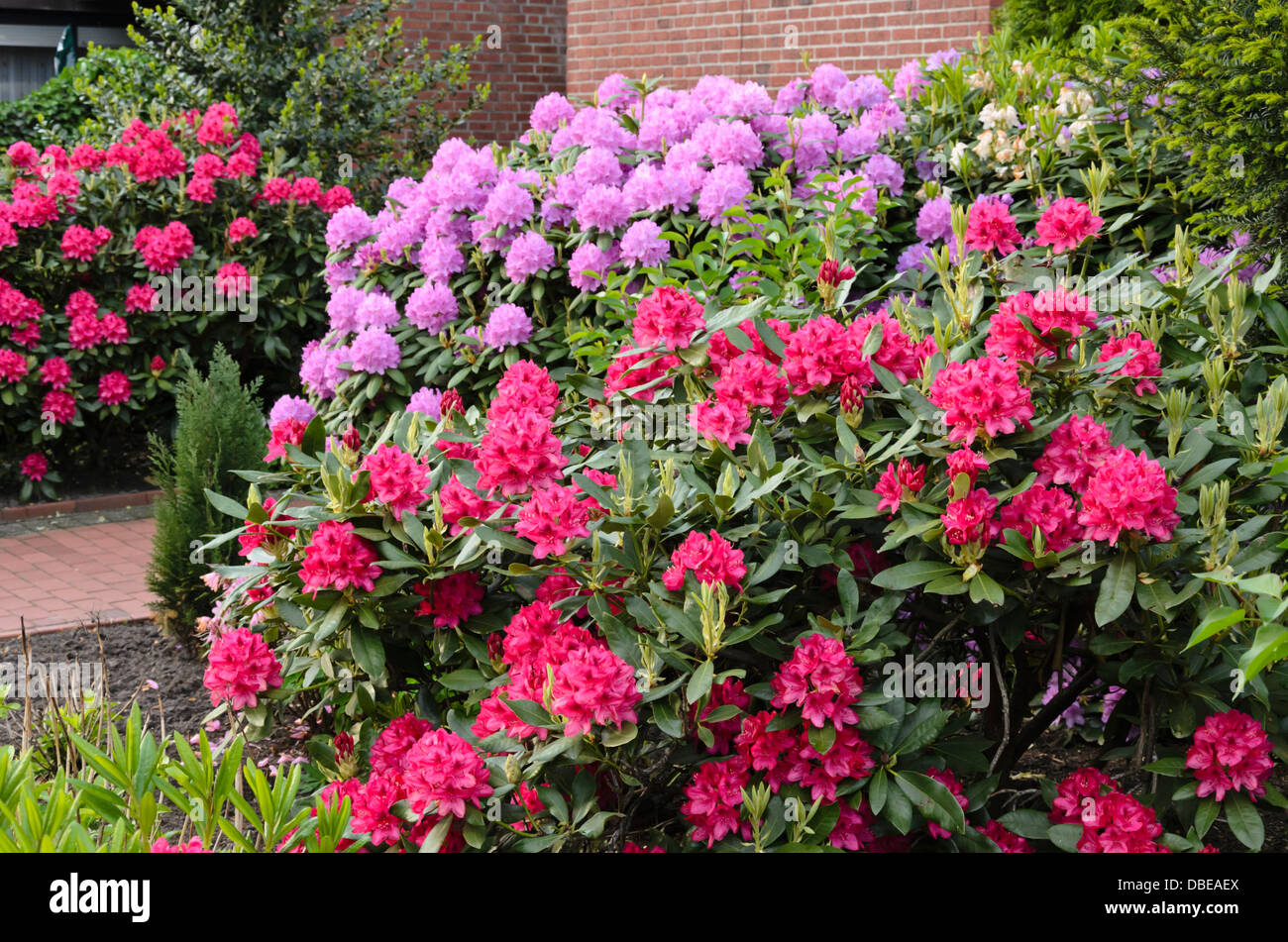 Rhododendrons (Rhododendron) in a front garden Stock Photo - Alamy