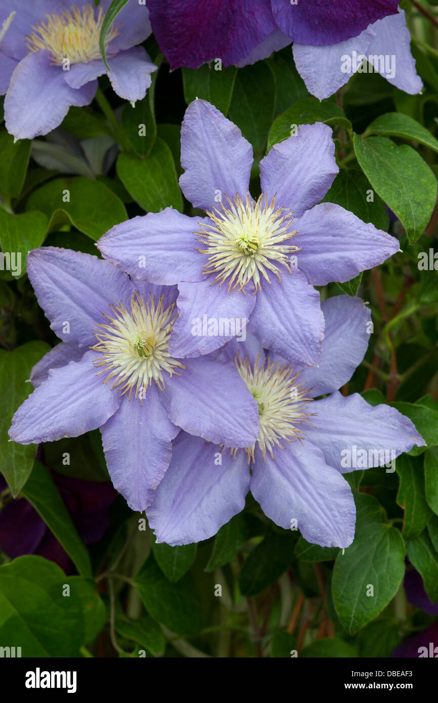 Angelique hi-res stock photography and images - Alamy