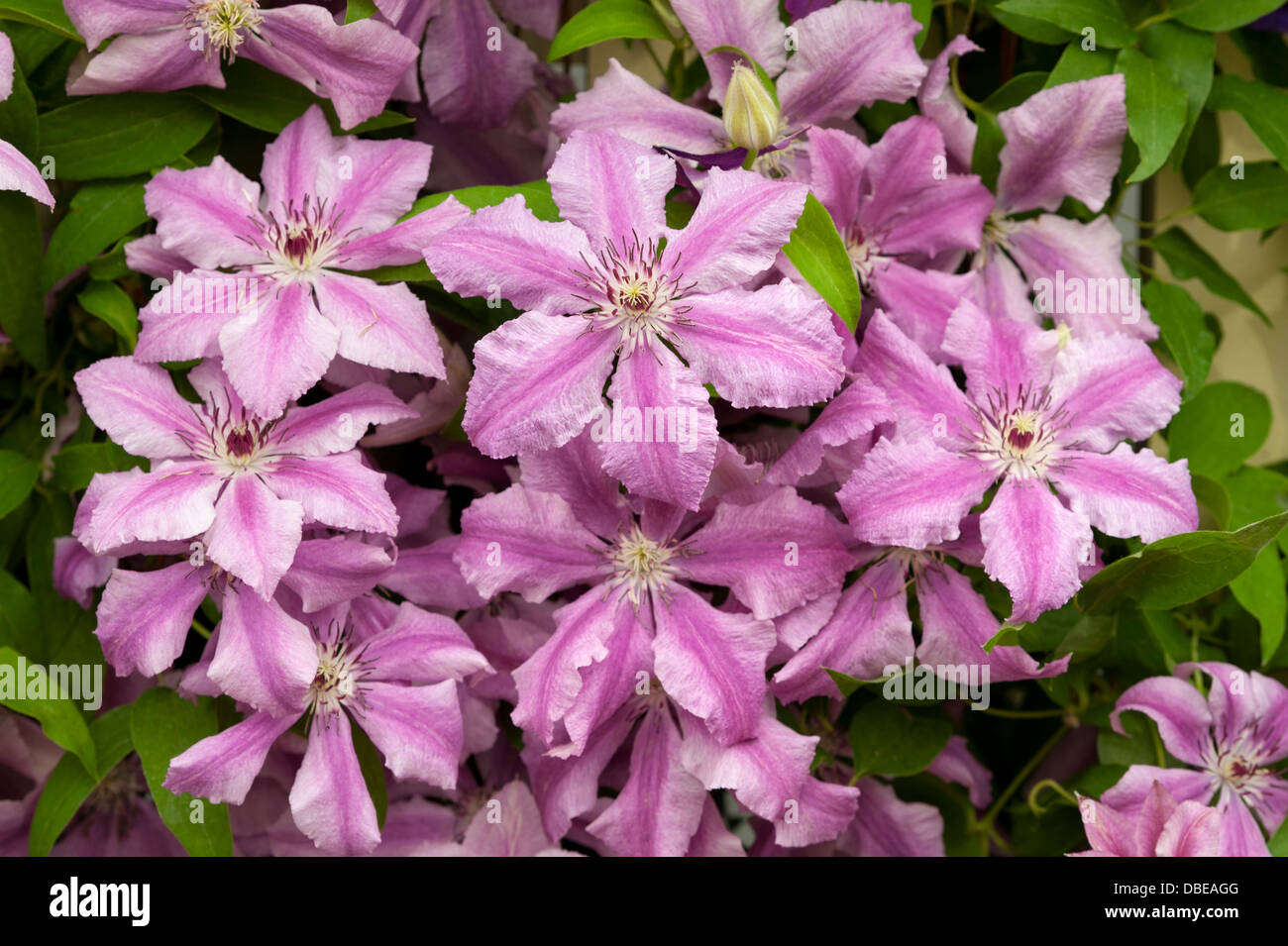 clematis ooh la la Stock Photo - Alamy