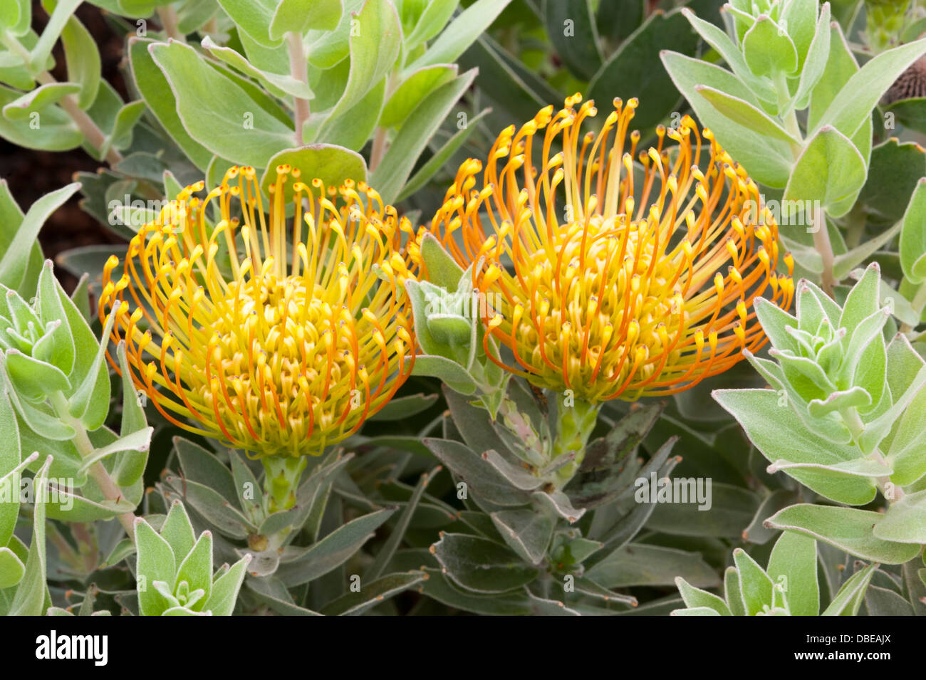 Leucospermum hi-res stock photography and images - Alamy