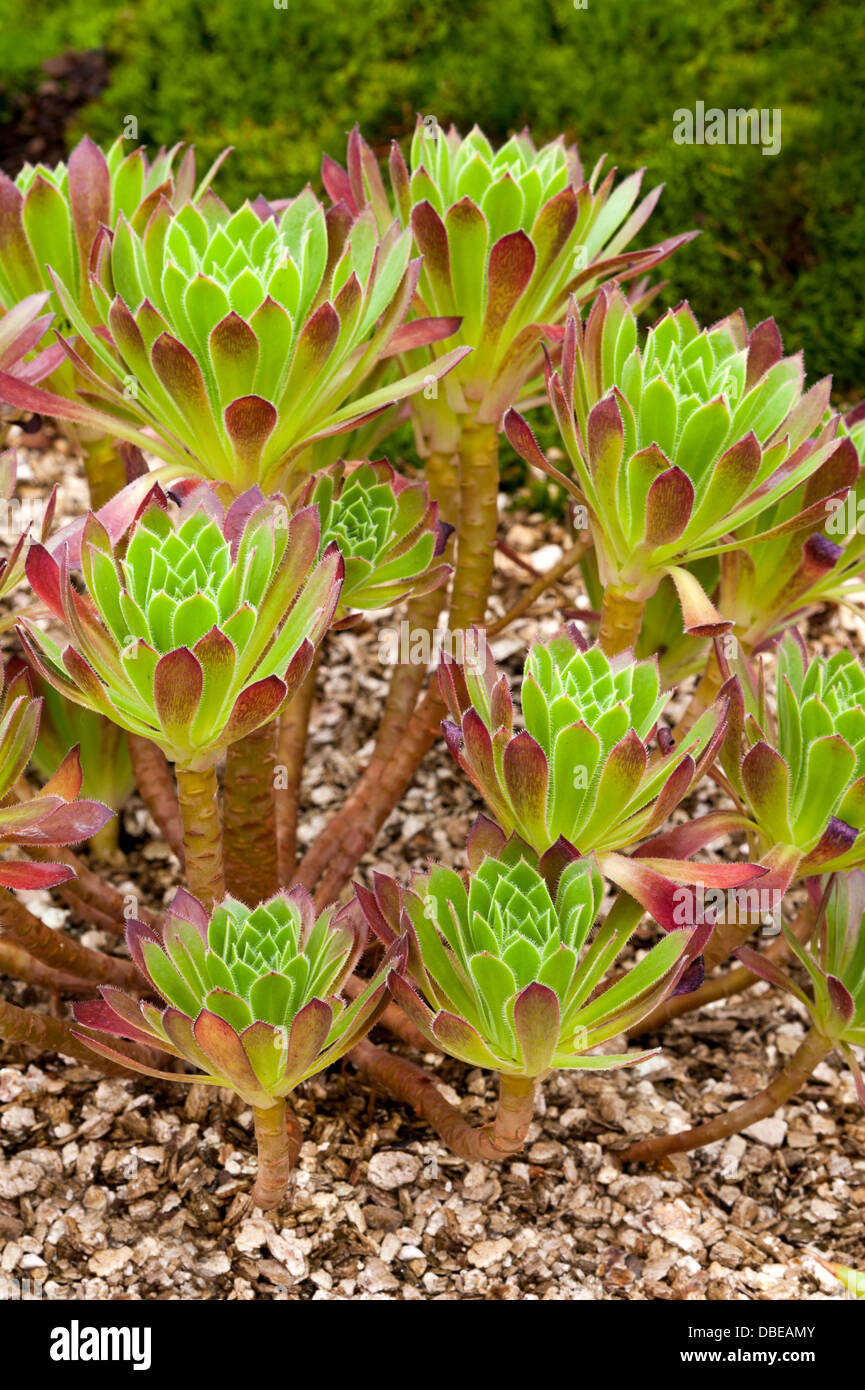 aeonium simsii crossed with aeonium schwartzkopf hybrid Stock Photo - Alamy