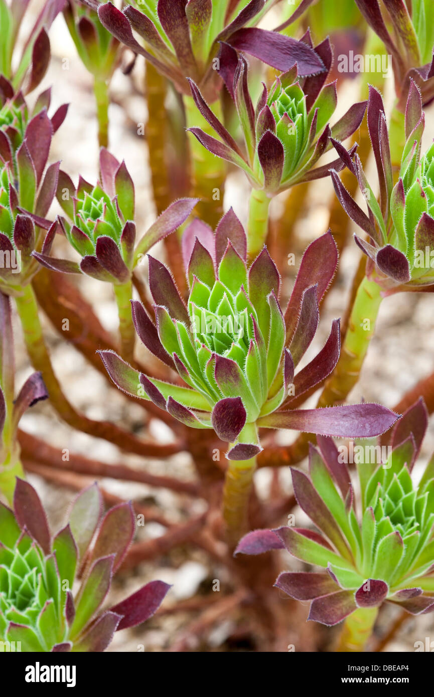 aeonium simsii crossed with aeonium schwartzkopf hybrid Stock Photo - Alamy