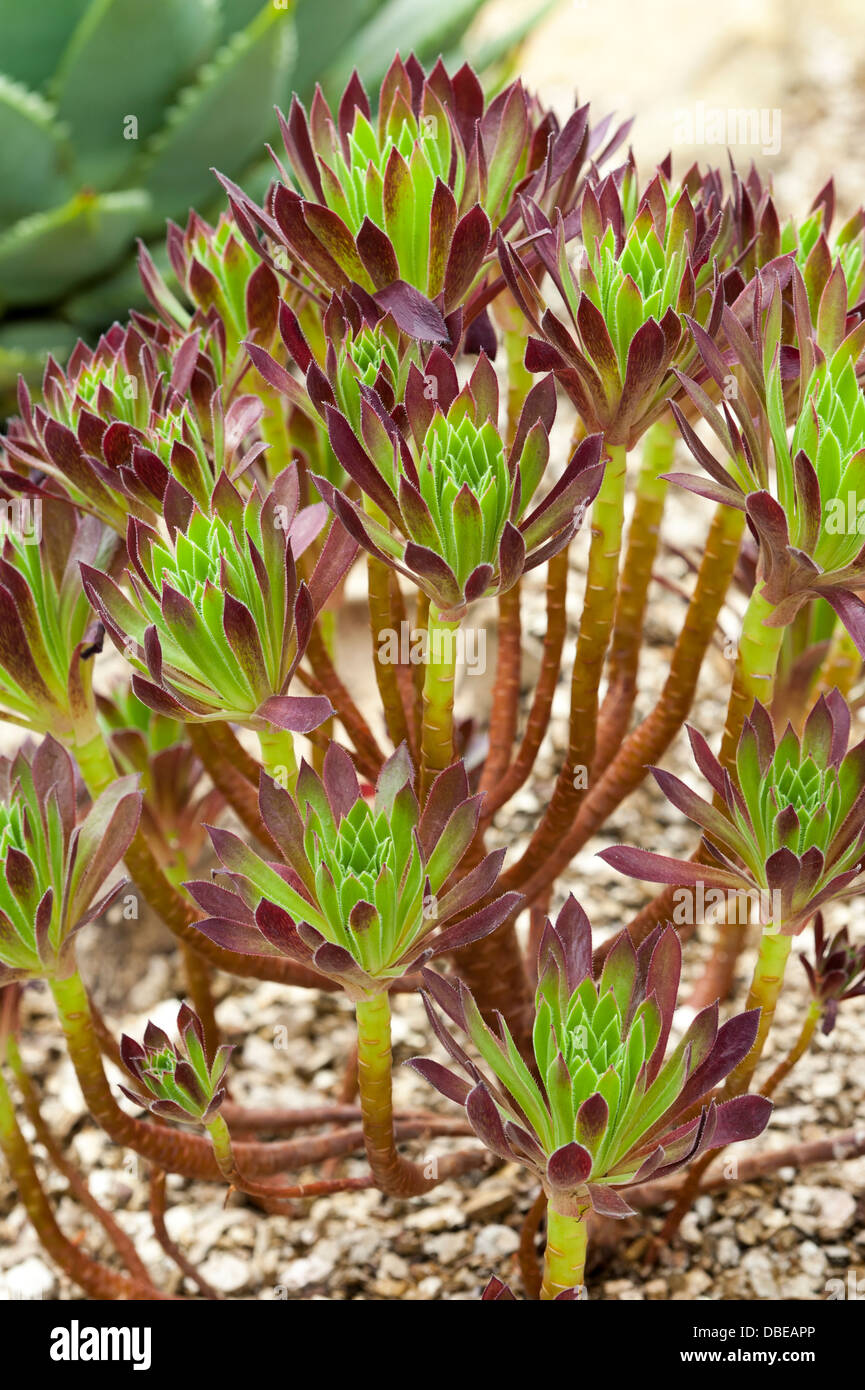Aeonium simsii hi-res stock photography and images - Alamy