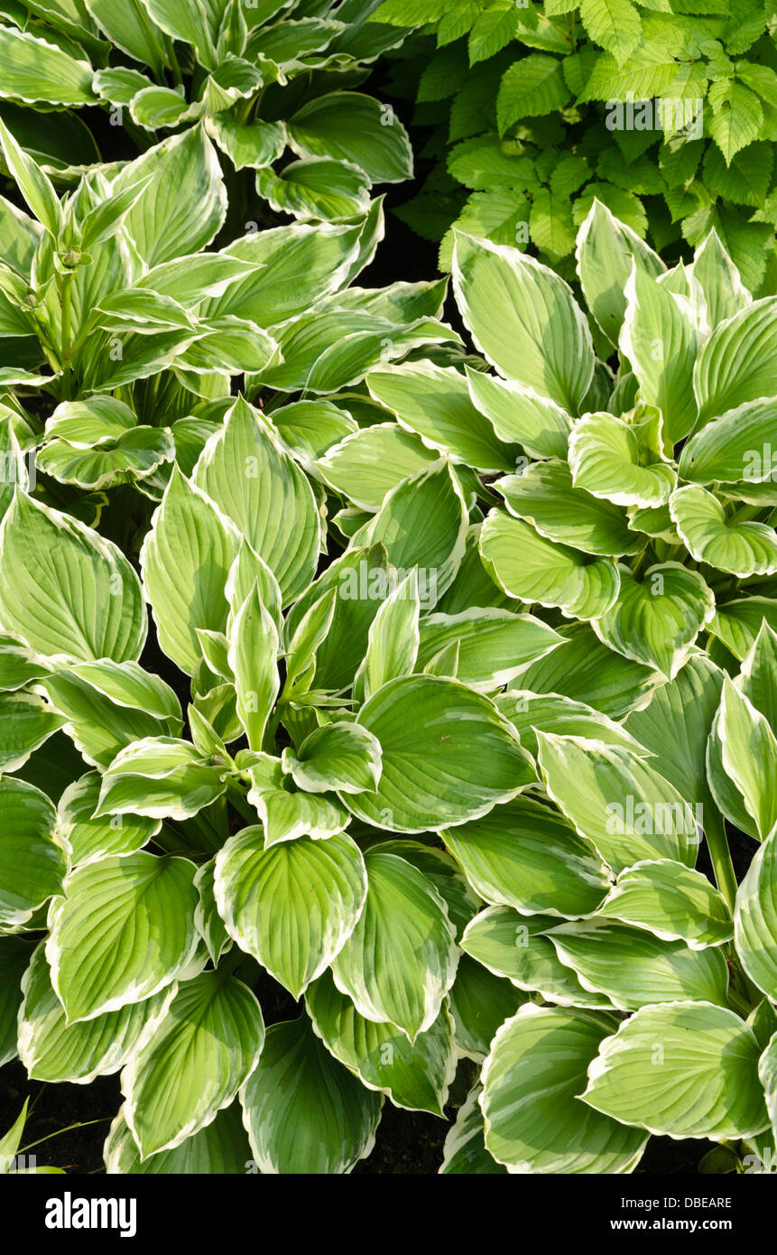 Plantain lily (Hosta crispula Stock Photo - Alamy