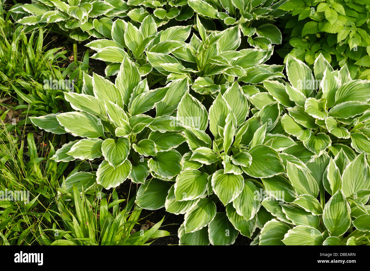 Plantain lily (Hosta crispula Stock Photo - Alamy