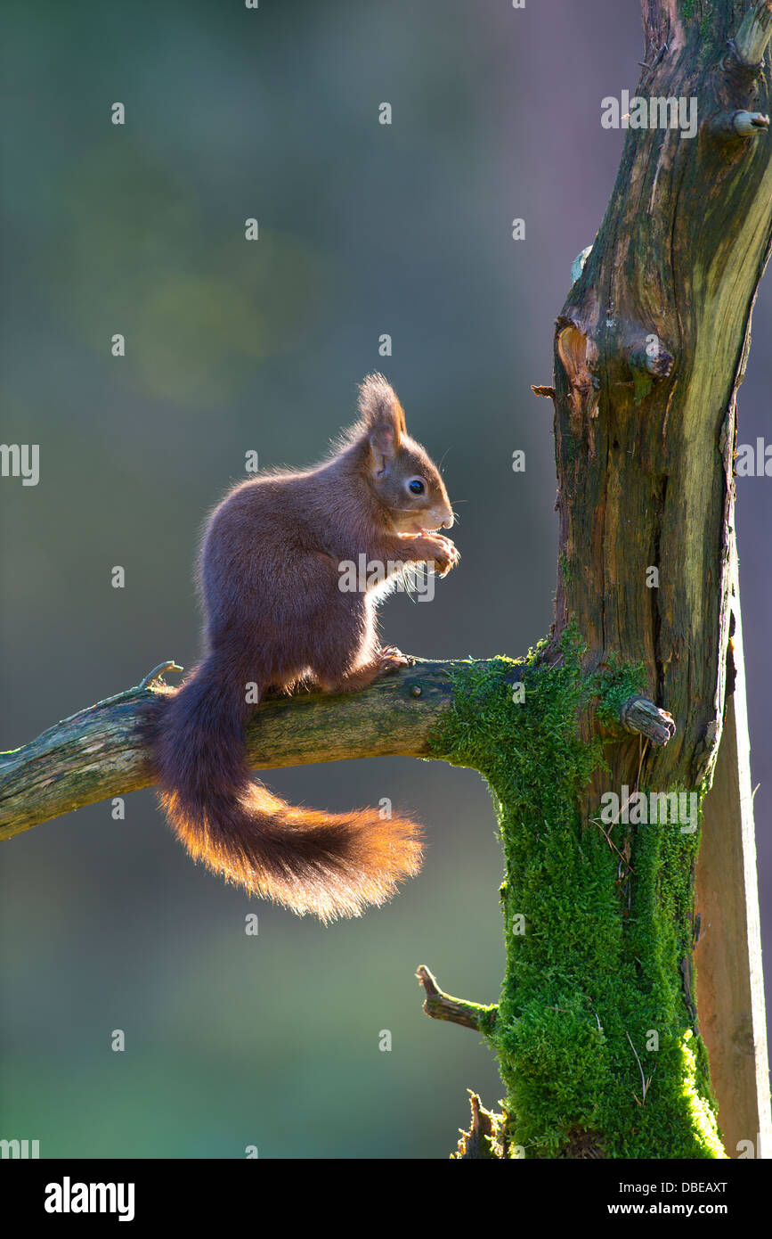 Red squirrel up tree hi-res stock photography and images - Alamy