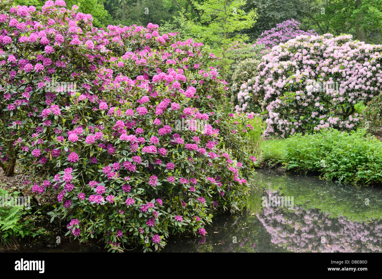 Rhododendron flowering garden shrubs hi-res stock photography and ...