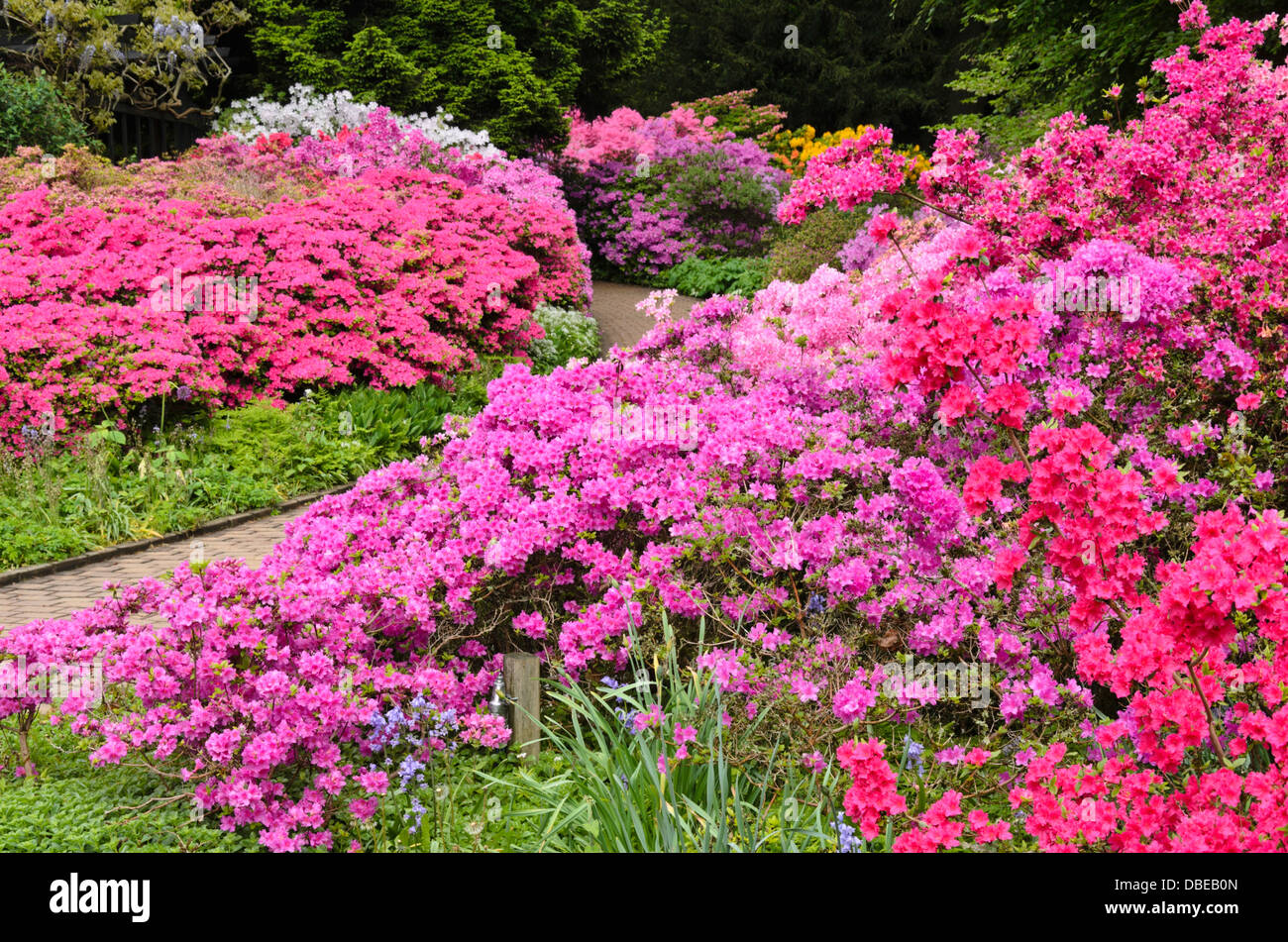 Azalea rhododendron obtusum hi-res stock photography and images - Alamy
