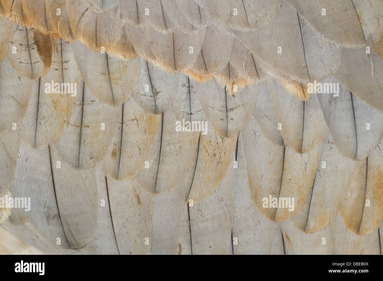 sandhill crane feather close up for background Stock Photo - Alamy