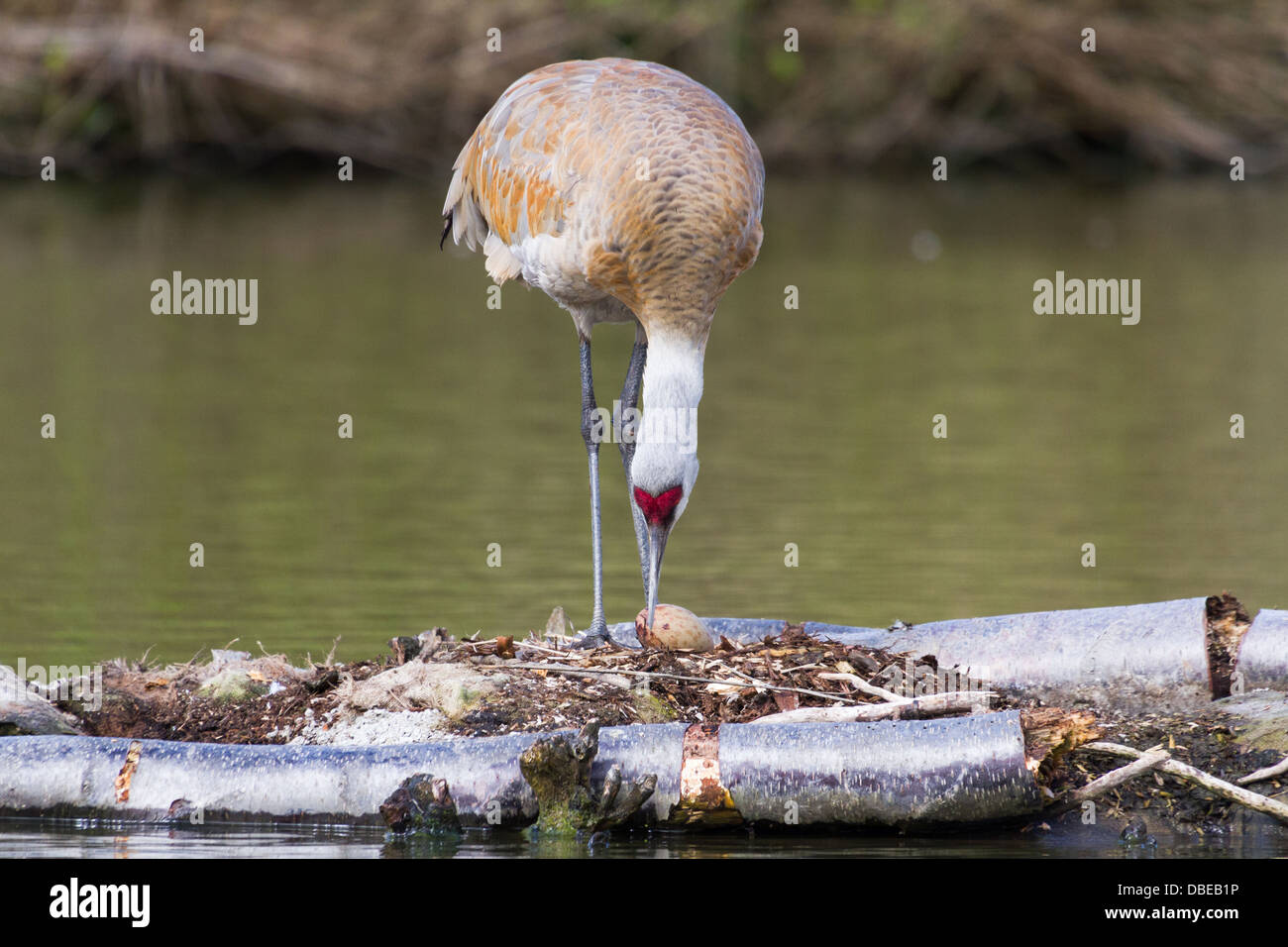 sandhill crane Nesting on the nest and egg Stock Photo - Alamy