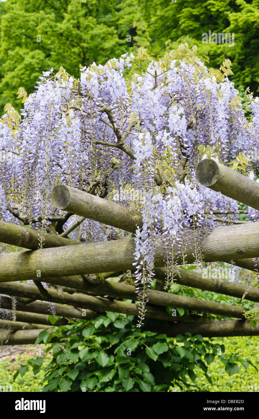Pergolas wisteria hi-res stock photography and images - Alamy