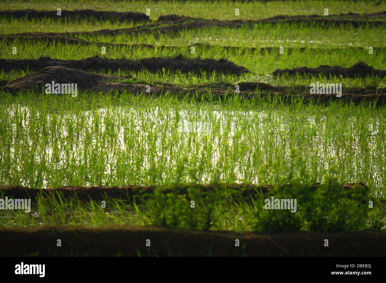 detail of green rice field for background Stock Photo - Alamy
