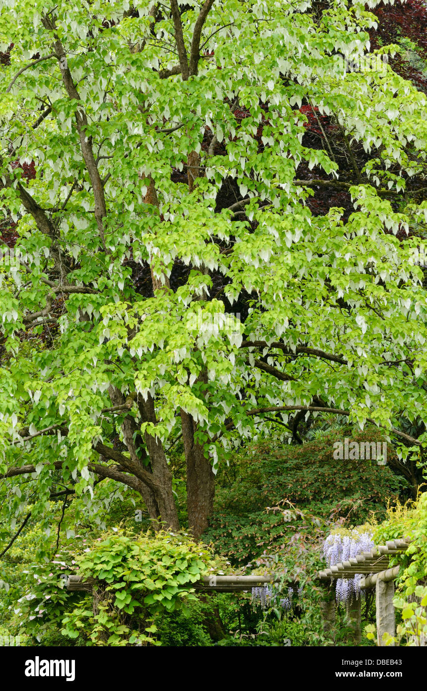 Davidia involucrata dove tree handkerchief tree hi-res stock ...