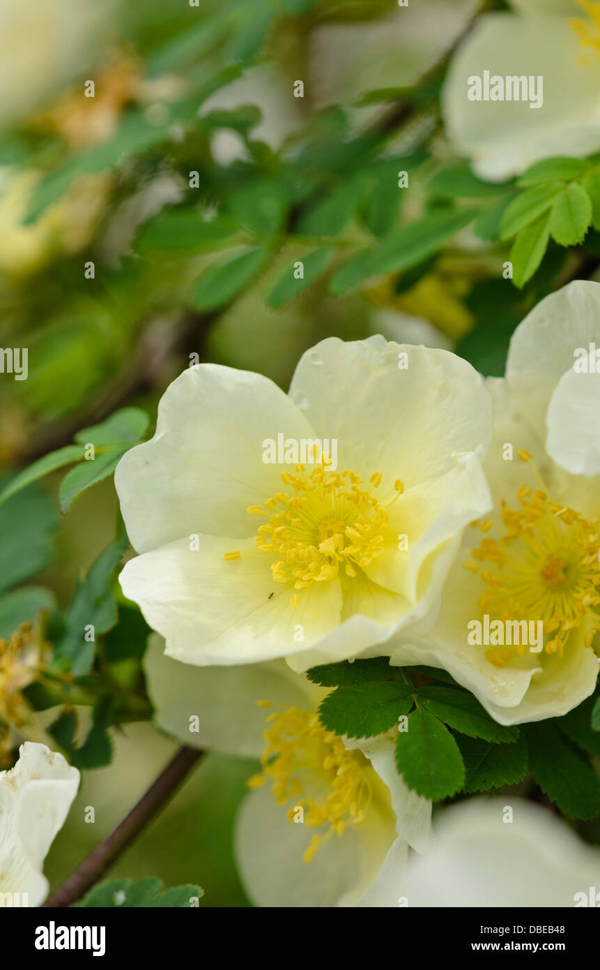 Father Hugo's rose (Rosa hugonis syn. Rosa xanthina 'Hugonis' Stock ...