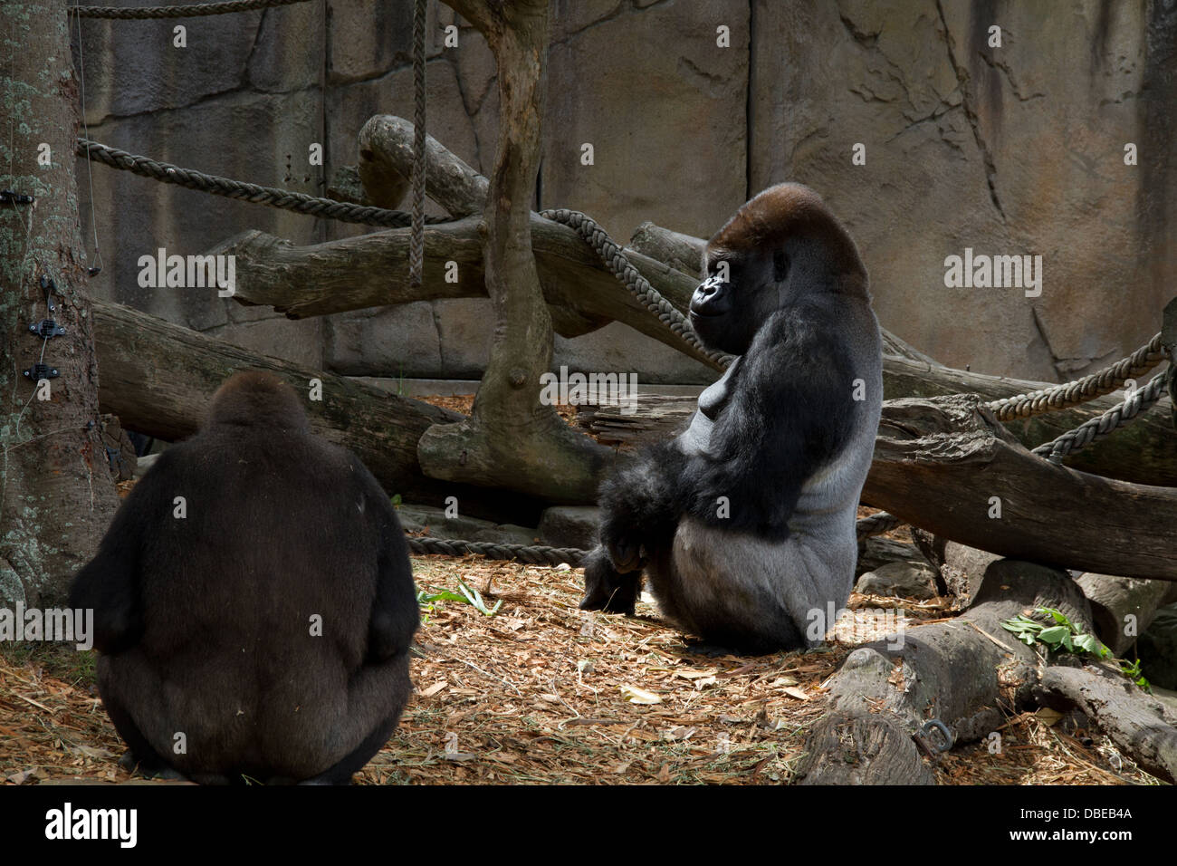Silverback Gorilla at Taronga Park Zoo, Sydney, NSW, Australia Stock ...
