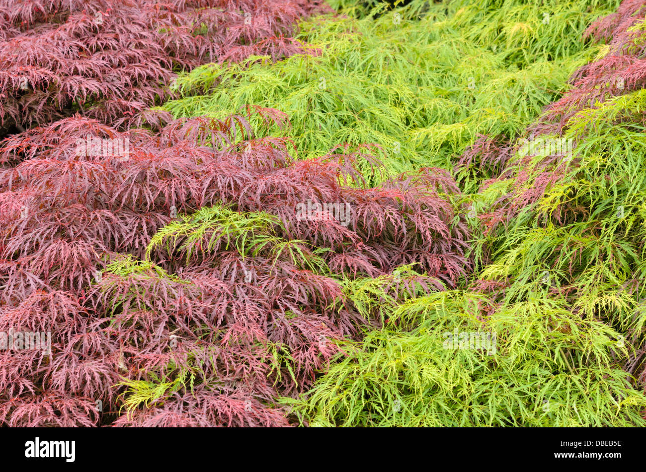 Japanese maple (Acer palmatum 'Dissectum Garnet' and Acer palmatum ...